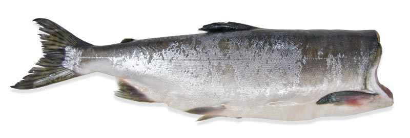 Whole Animals | Marx Foodservice